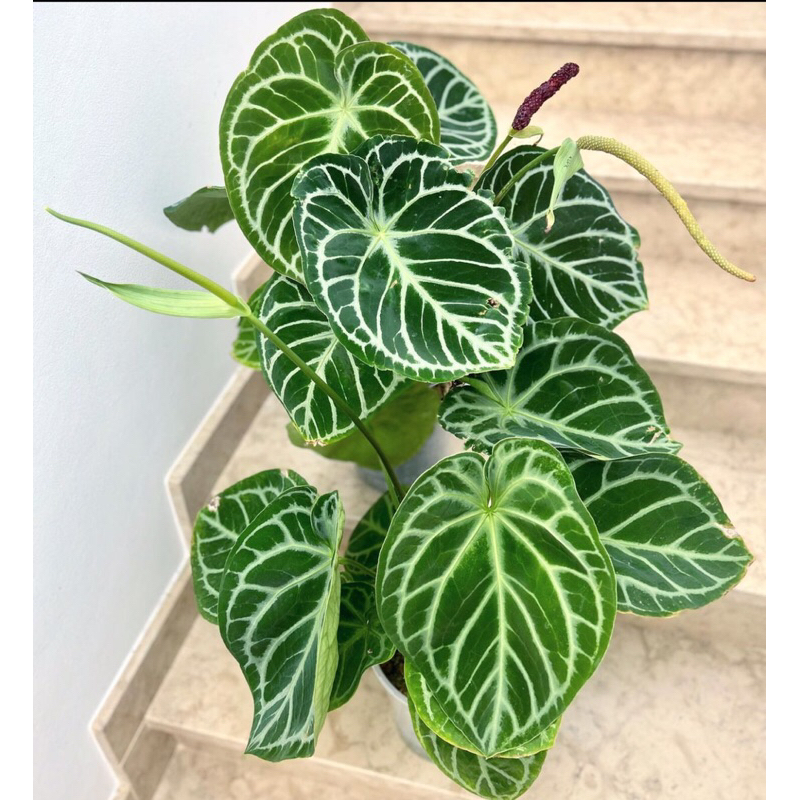 Jual Tanaman Hias Anthurium Dorayaki silver blush-anthurium dorayaki ...