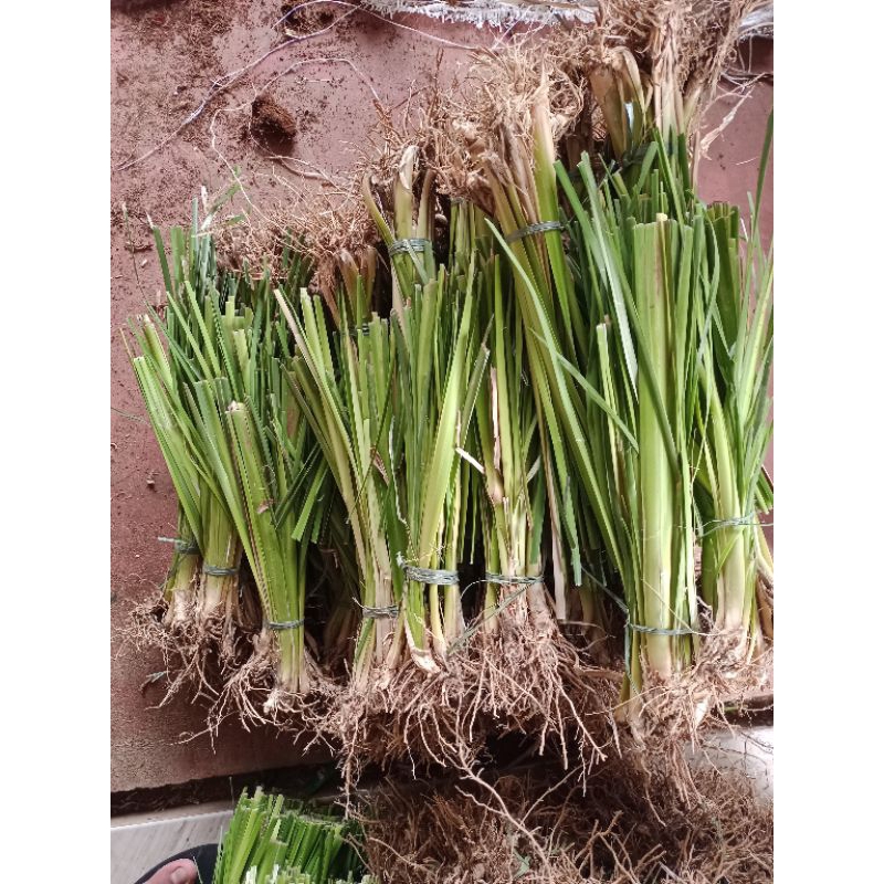 Jual Paket 4500 Batang Rumput Vetiver Akar Wangi Tanaman Pencegah ...