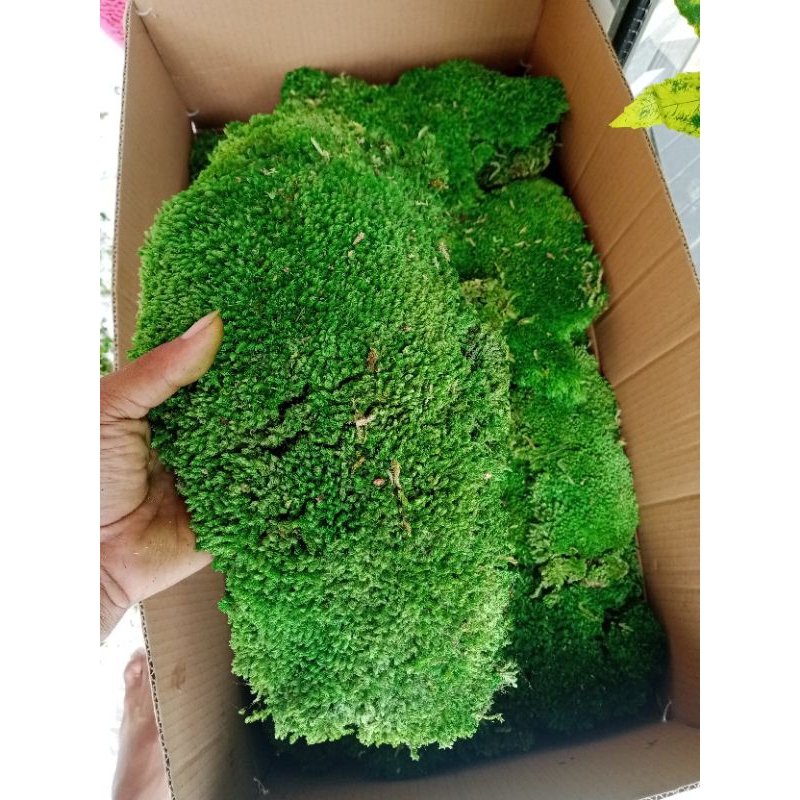 Jual 1000 gram 1kg preserved moss lumut hutan lumut pinus lumut asli ...