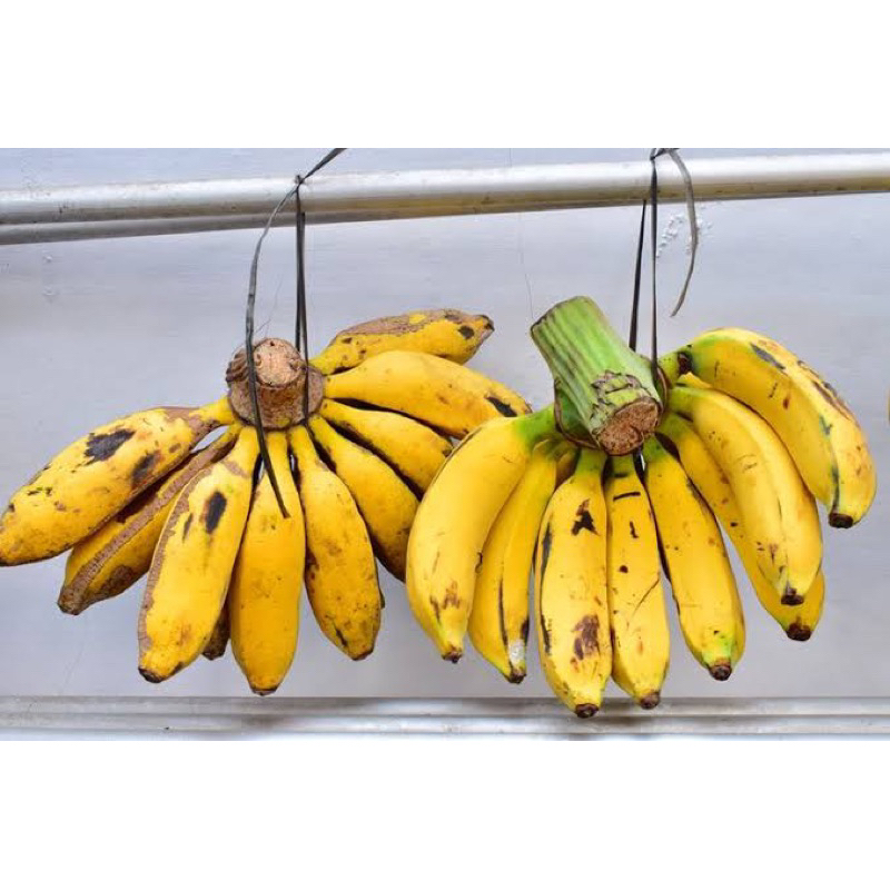 Jual PISANG RAJA 1KG | Shopee Indonesia