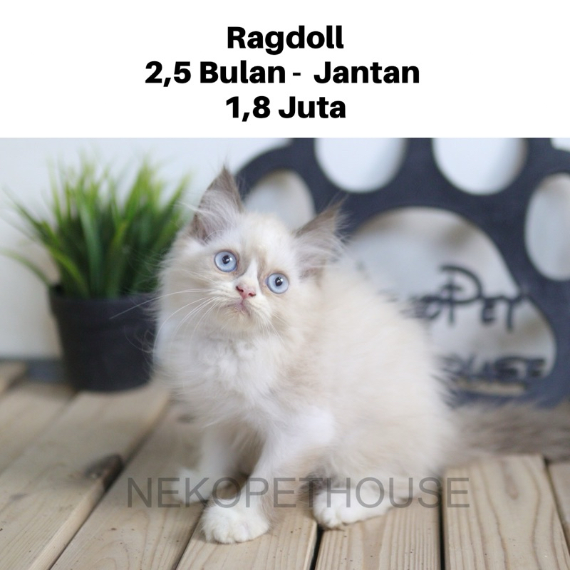 Jual Ragdoll Anak Kucing Kitten Ragdoll | Shopee Indonesia