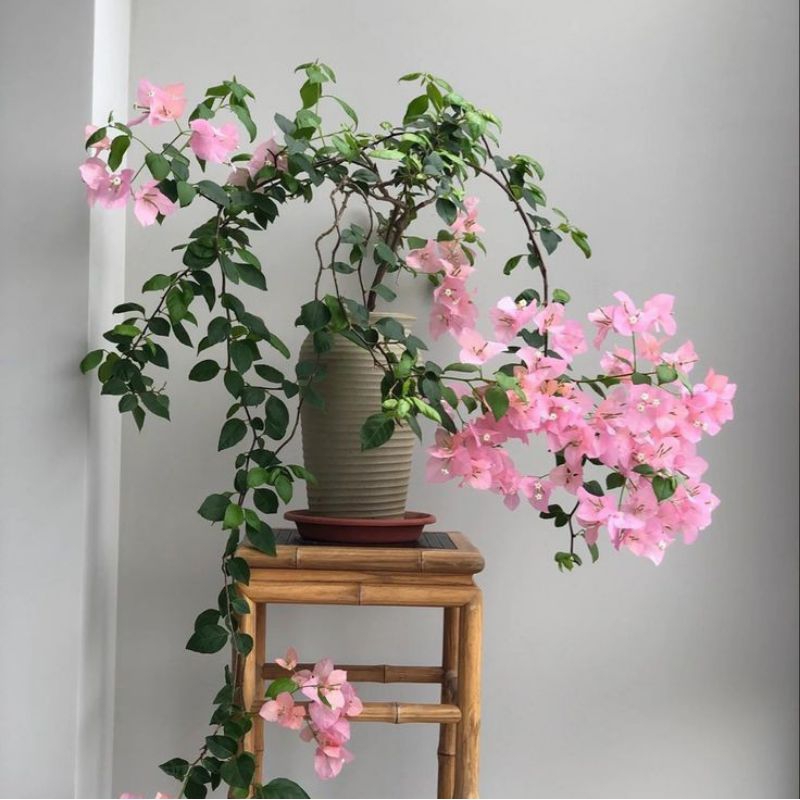 Jual Bisa Cod Promo Tanaman Bougenville Kembang Kertas Bunga Hias