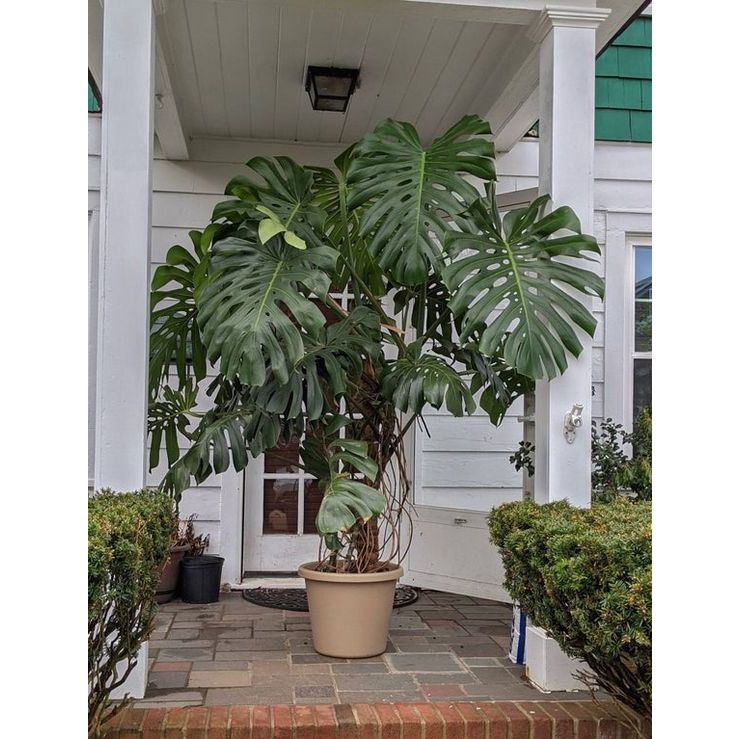 Jual tanaman hias monstera king super big size | Shopee Indonesia