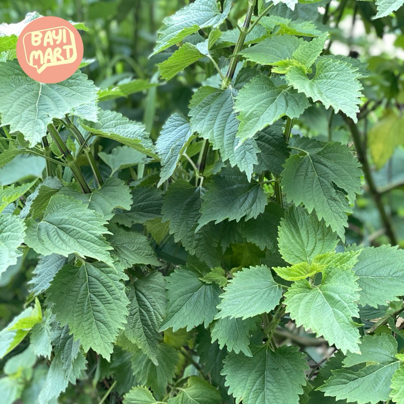 Jual Daun Matcho Macho Macau Segar Daun Penolak Bala | Shopee Indonesia