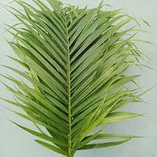 Jual Daun Potong Segar/Fresh Cut Flower Daun Palm Dekorasi Bunga Segar ...