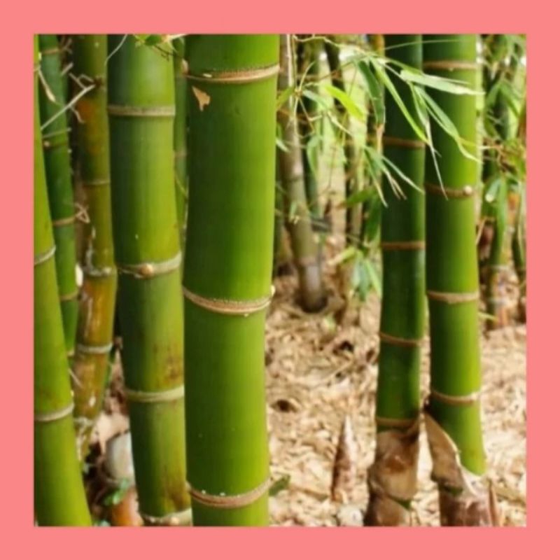 Jual Bibit Benih Bambu Ampel Hijau (5pcs) | Shopee Indonesia