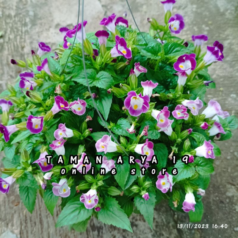 Jual Tanaman hias bunga torenia tanaman outdoor | Shopee Indonesia