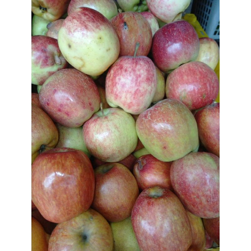 Jual BUAH APEL ANA SEGAR | Shopee Indonesia