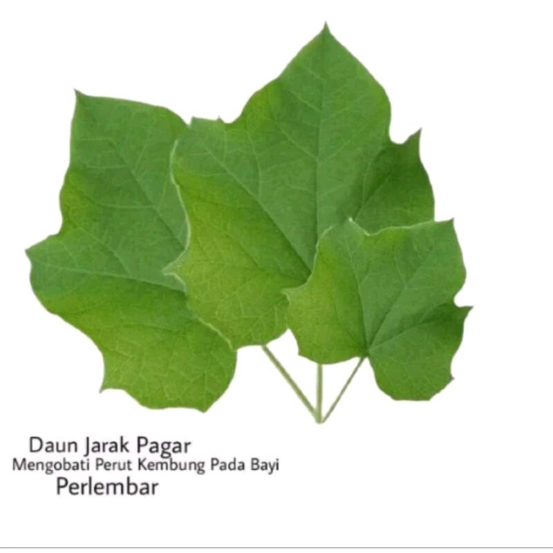 Jual Daun Jarak Segar, Daun Jarak Pagar harga perlembar | Shopee Indonesia