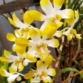 Jual Dendrobium Banana Royal (seedling) | Shopee Indonesia