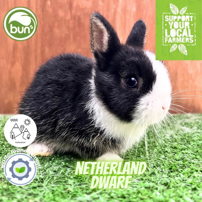 Jual Kelinci netherland dwarf hitam putih seperti dutch ND mini anakan ...