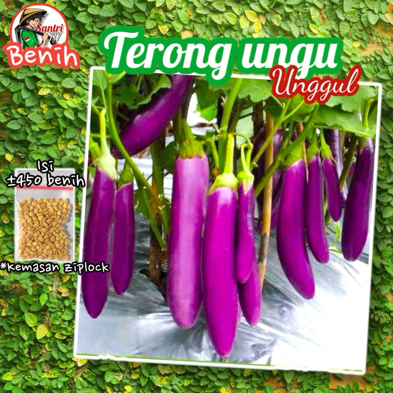 Jual ±450 benih/bibit terong ungu unggul | Shopee Indonesia