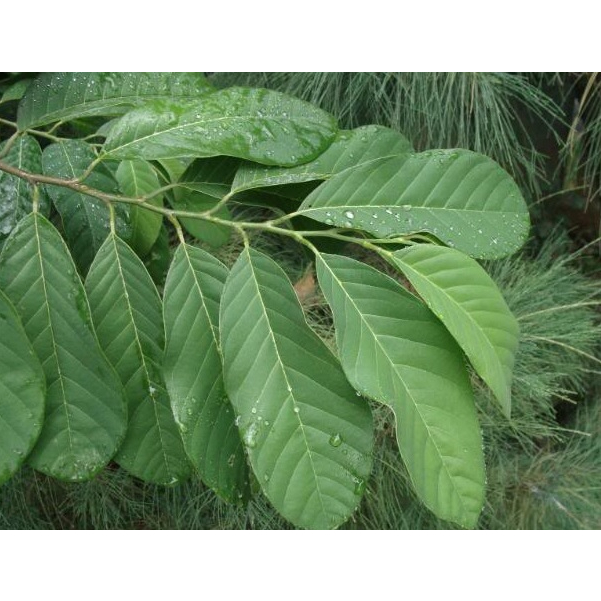 Jual Daun Srikaya per Lembar/ Sugar Apple Fruit Leaves/ Annona squamosa ...