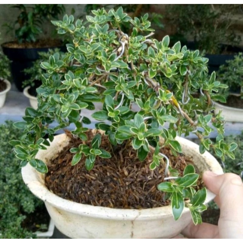 Jual Mirten Bahan Bonsai - Tanaman Hias Daun bonsai Mirten / Daun ...