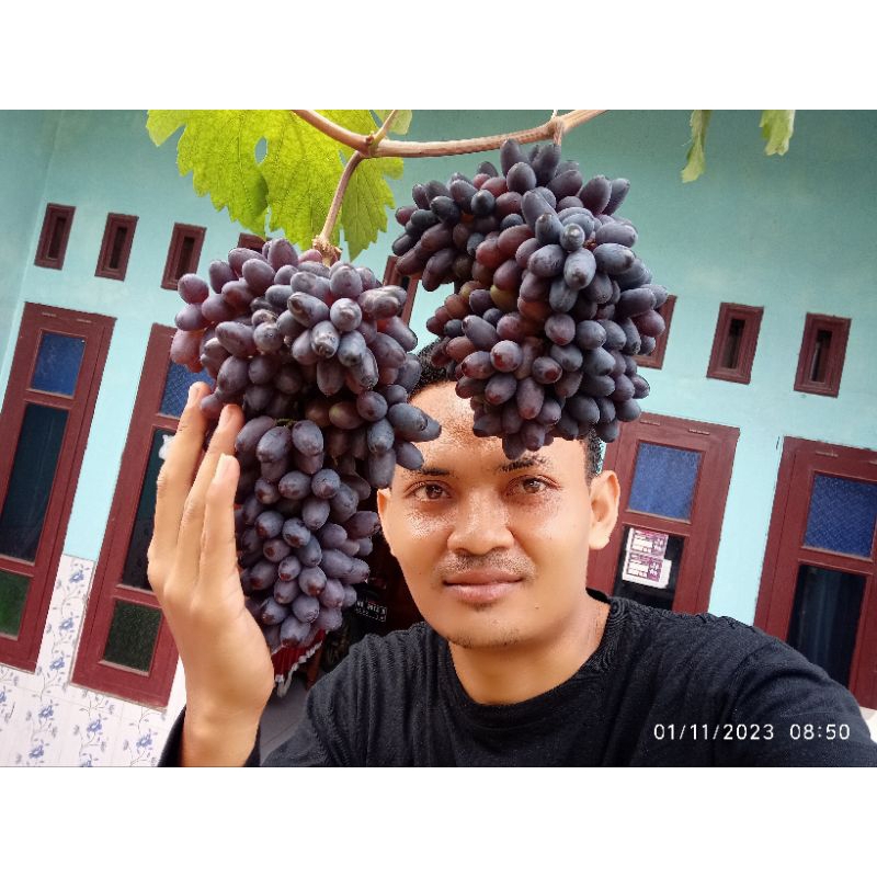 Jual BIBIT ANGGUR 60cm S/d 100cm berbagai varian | Shopee Indonesia