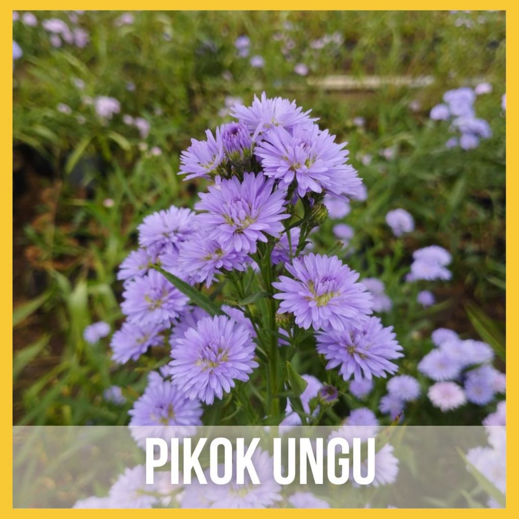 Jual Tanaman Bunga Aster Peacock / Pikok Ungu Bibit/ Bunga Pikok Ungu ...