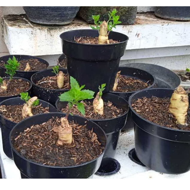 Jual Tanaman Ginseng Merah Korea | Tanaman Gingseng Herbal | Gingseng ...