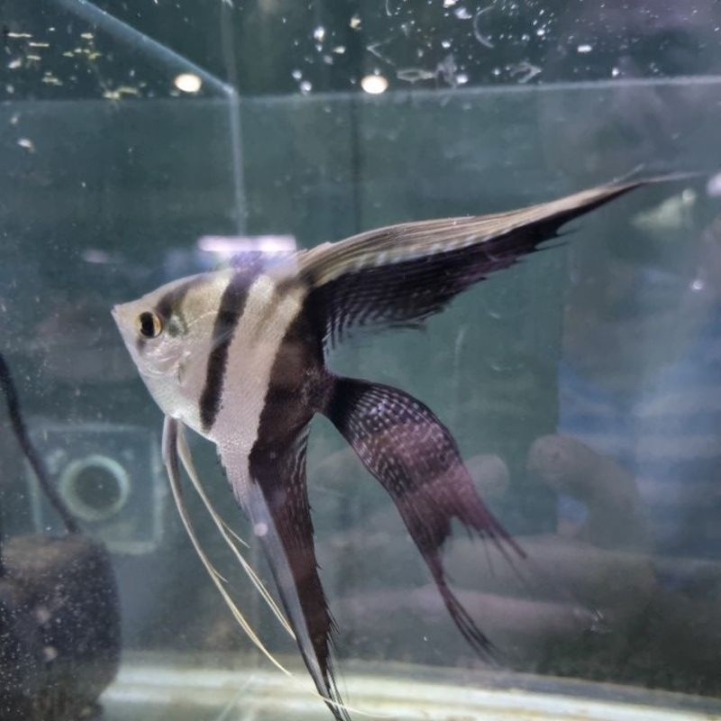 Jual Ikan Hias Ikan Manfish BW Slayer 5 cm | Shopee Indonesia