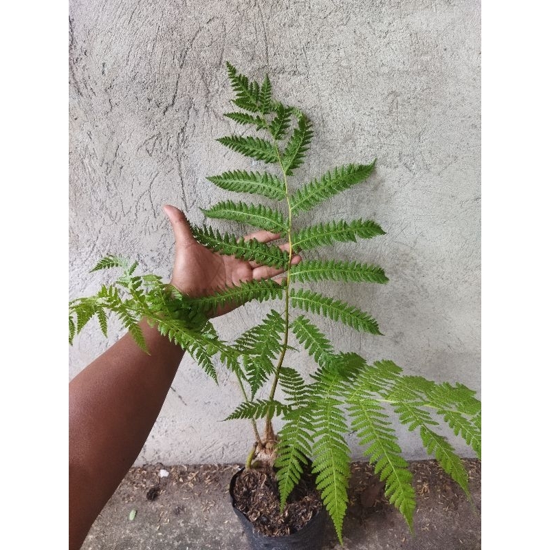 Jual Tanaman Pakis Monyet Anakan | Shopee Indonesia