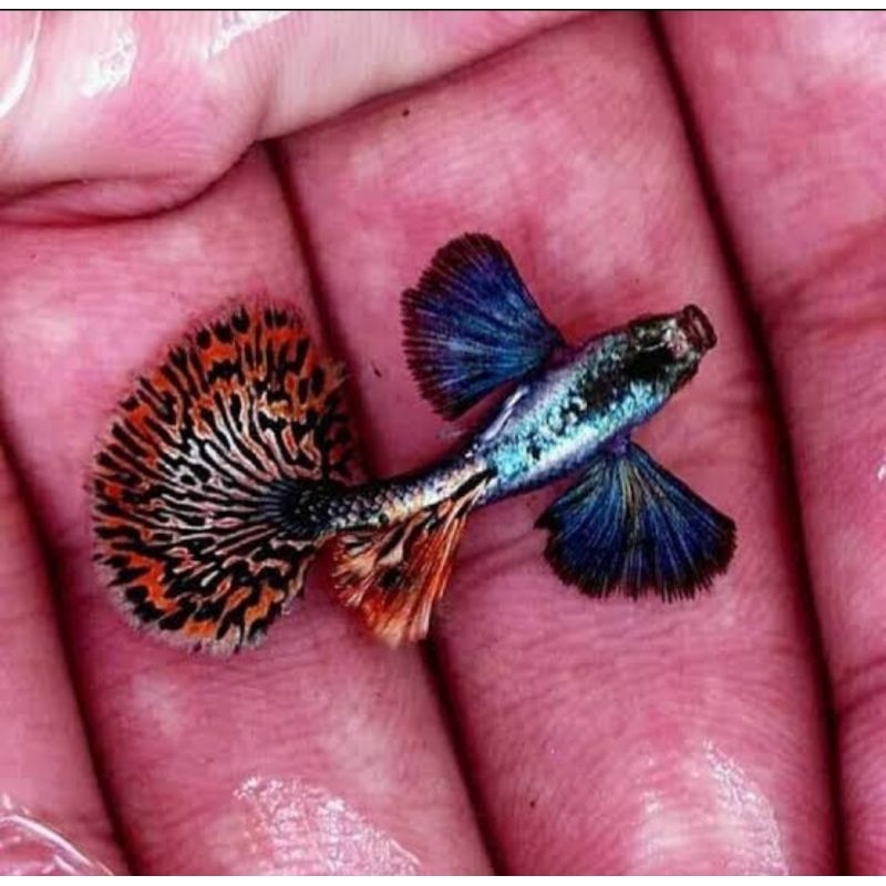 Jual GARANSI DOA ikan hias guppy prembe platinum red mozaik big ear sepasang MURAH BAGUS HIASAN ...