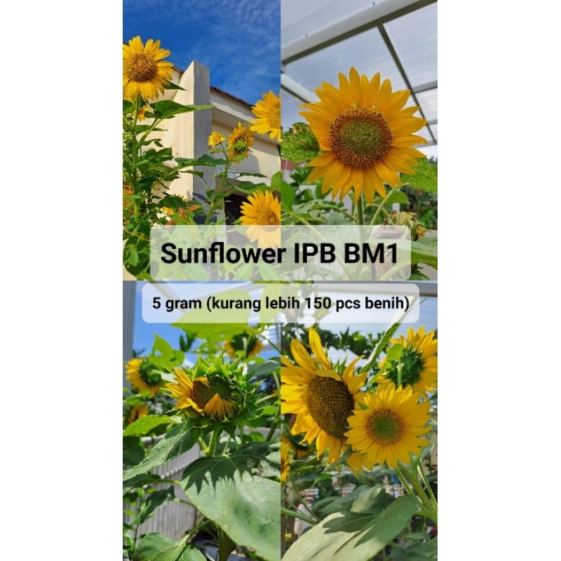 Jual BENIH/BIJI BUNGA MATAHARI SUNFLOWER IPB BM1 FRESH BARU PANEN MURAH BERKUALITAS BAGUS ...