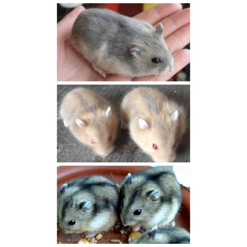 Jual TERMURAH Semua jenis Hamster (Syrian, Campbell, Winter White ...