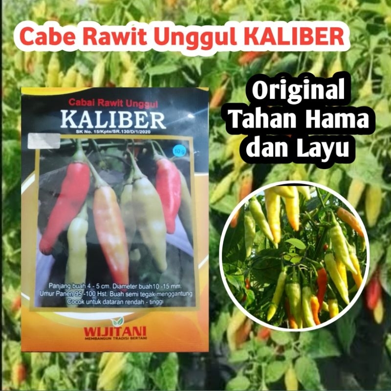 Jual Benih Cabe Rawit Unggul KALIBER Original Repack | Shopee Indonesia