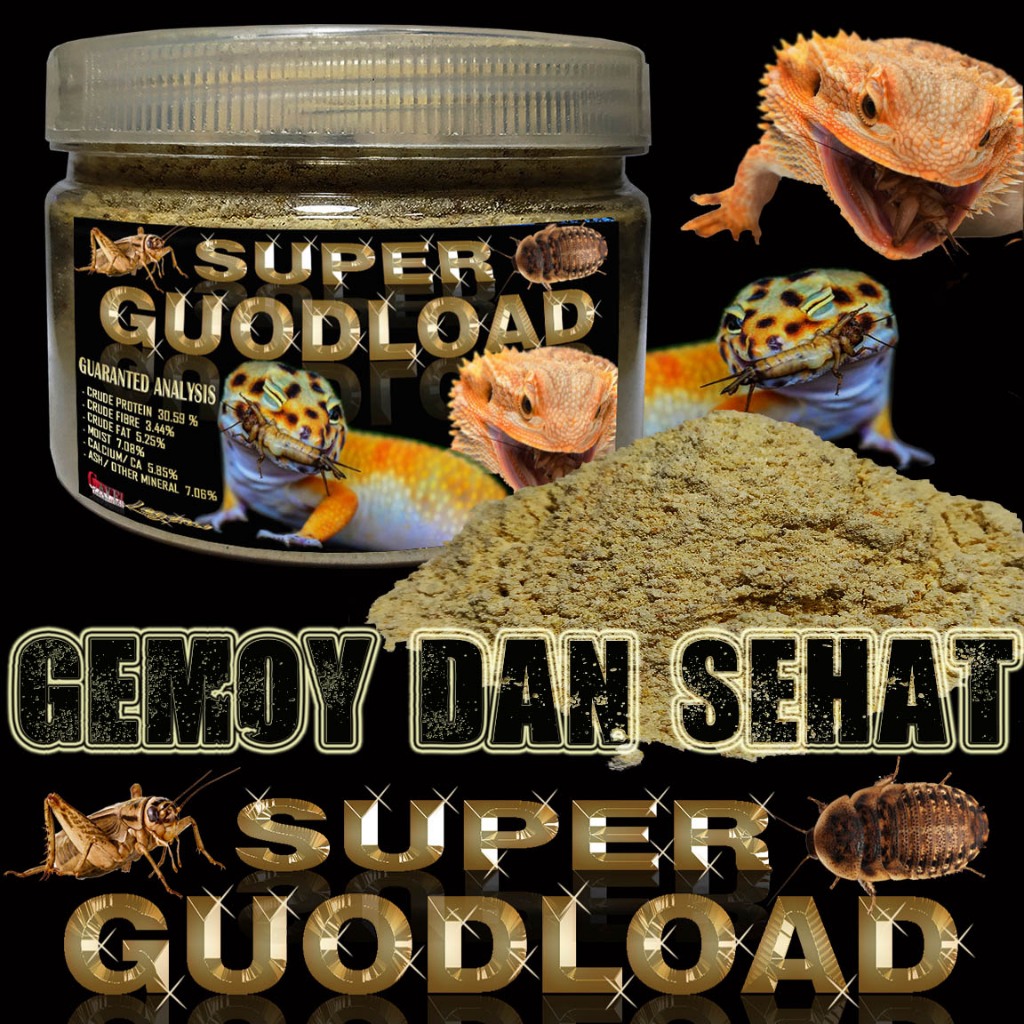 Jual SUPER GUTLOAD PAKAN REPTILE GECKO BD KADAL BERDED DRAGON PACMAN ...