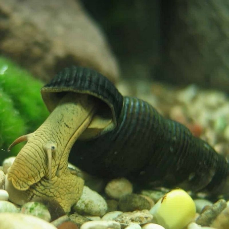 Jual Rabbit Snail Keong Sulawesi Poso | Shopee Indonesia