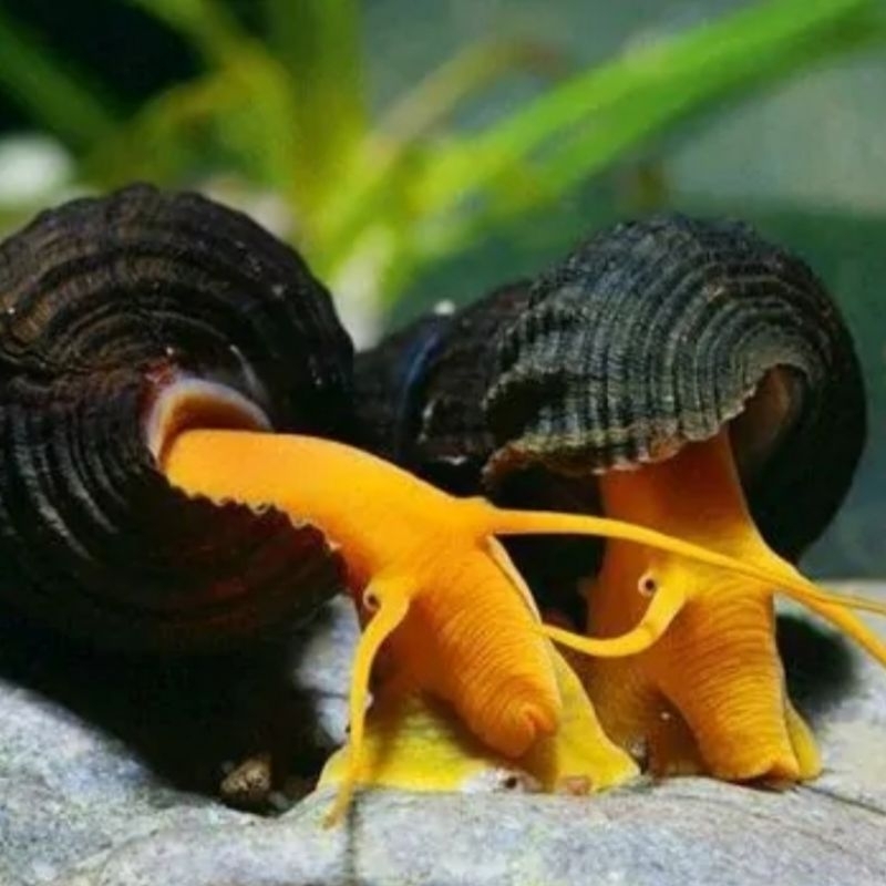 Jual Rabbit Snail Keong Sulawesi Poso | Shopee Indonesia