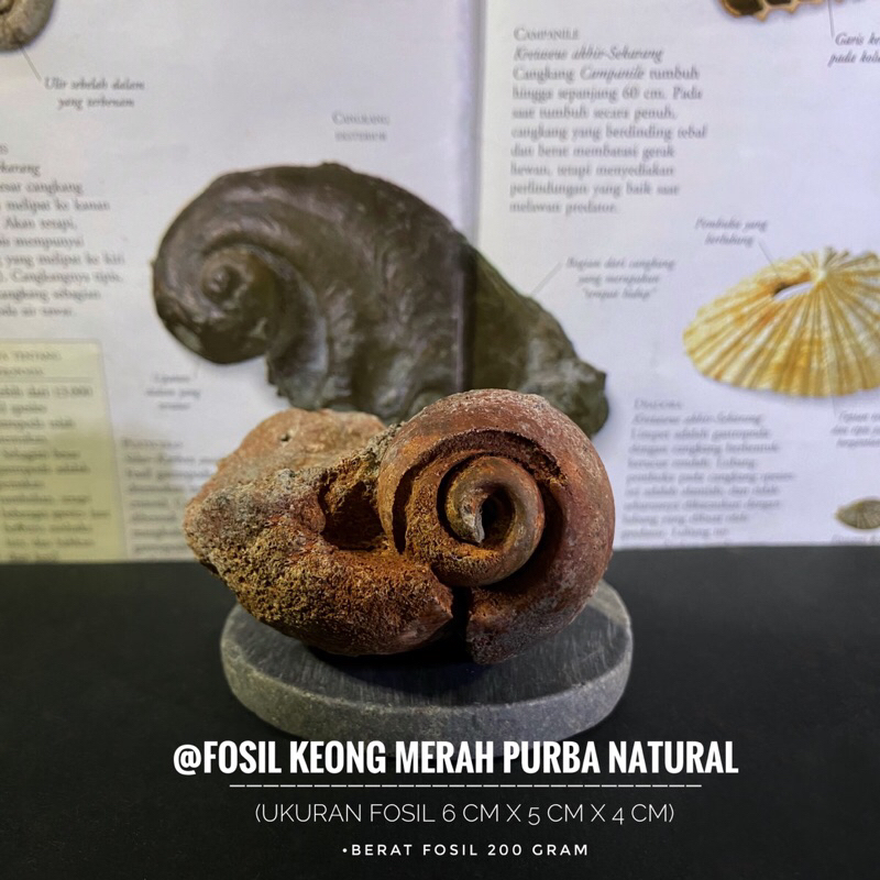 Jual Fosil Keong Merah Natural B72 atau Fosil Kerang atau Fossil ...