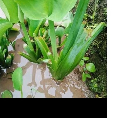 Jual bibit genjer /gendot sawah isi 8 pcs | Shopee Indonesia