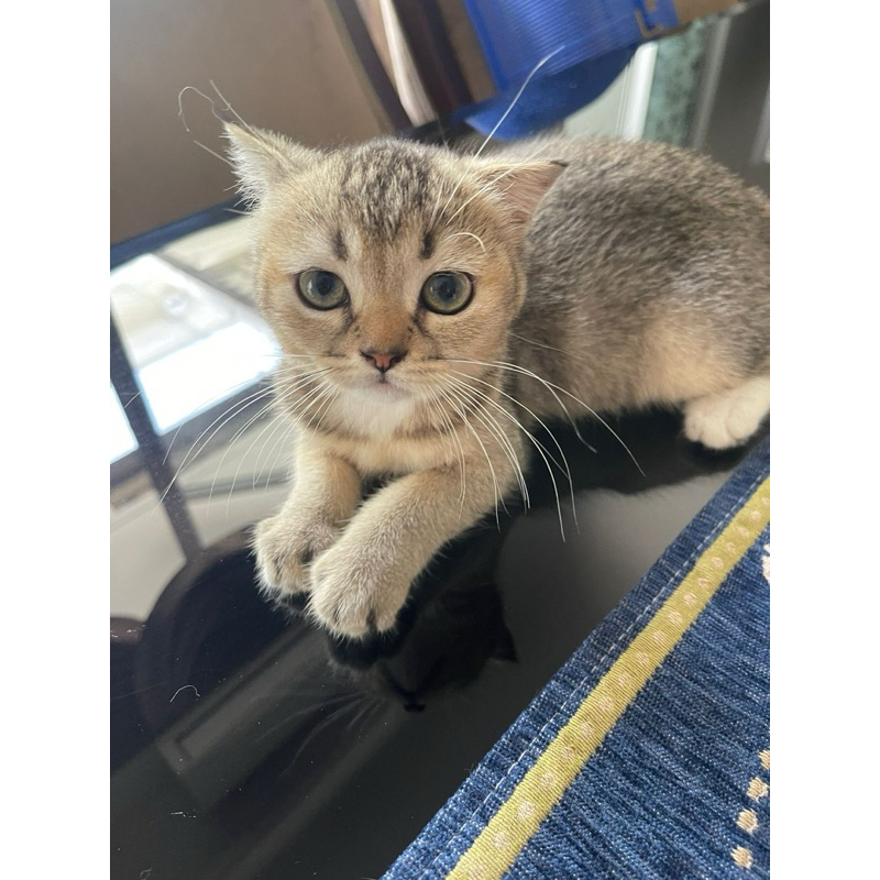 Jual kucing kitten golden bsh sf mix ragdoll | Shopee Indonesia