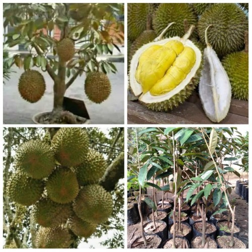 Jual Bibit Durian Bawor Cepat Berbuah | Pembibitan duren bawor okulasi | pohon durian unggul ...