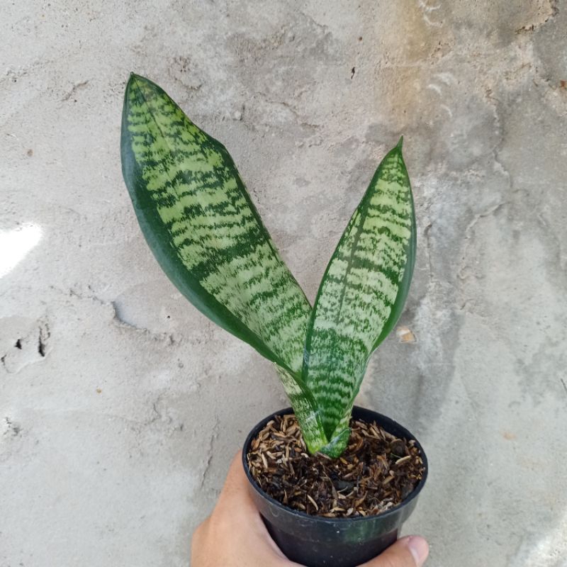 Jual Sansivera EVE (Koleksian) | Shopee Indonesia