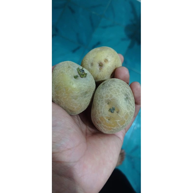 Jual bibit kentang g2 s | Shopee Indonesia