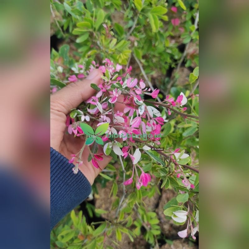 Jual Hawaiian snowbush snow bush /asem kranji/ bibit tanaman hias bunga ...