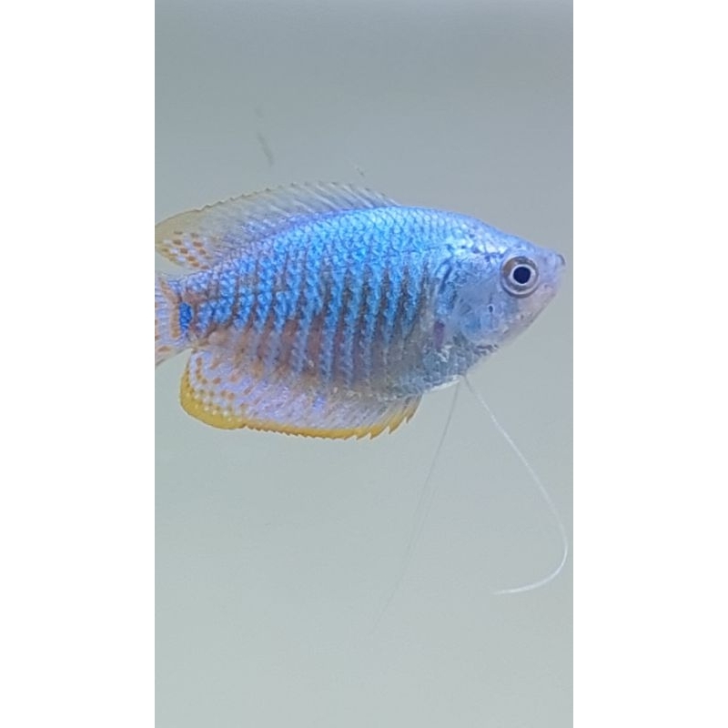 Jual GURAMI RALIS / GURAMI KERDIL AIR TAWAR / HIASAN AQUARIUMM | Shopee ...