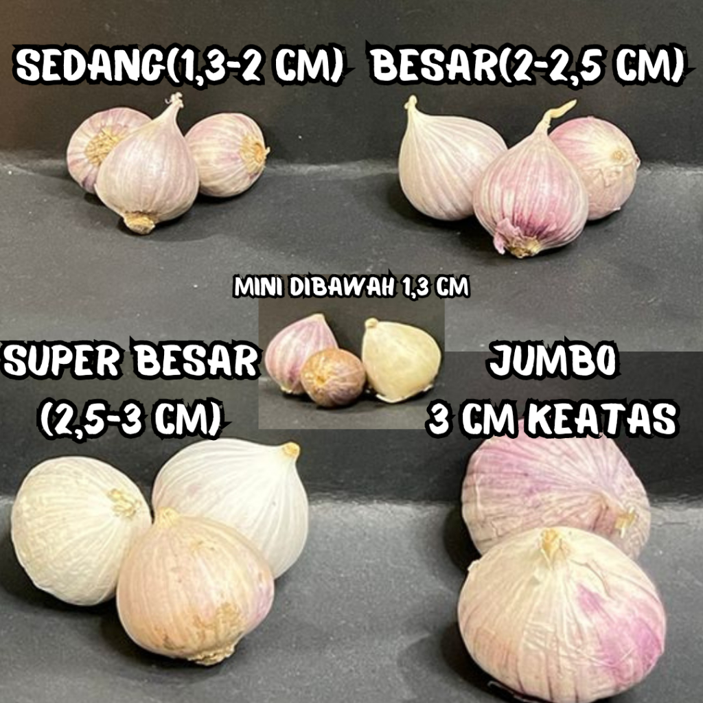 Jual BAWANG TUNGGAL GROSIR 5 KG Bawang Tunggal Super Fresh Import ...