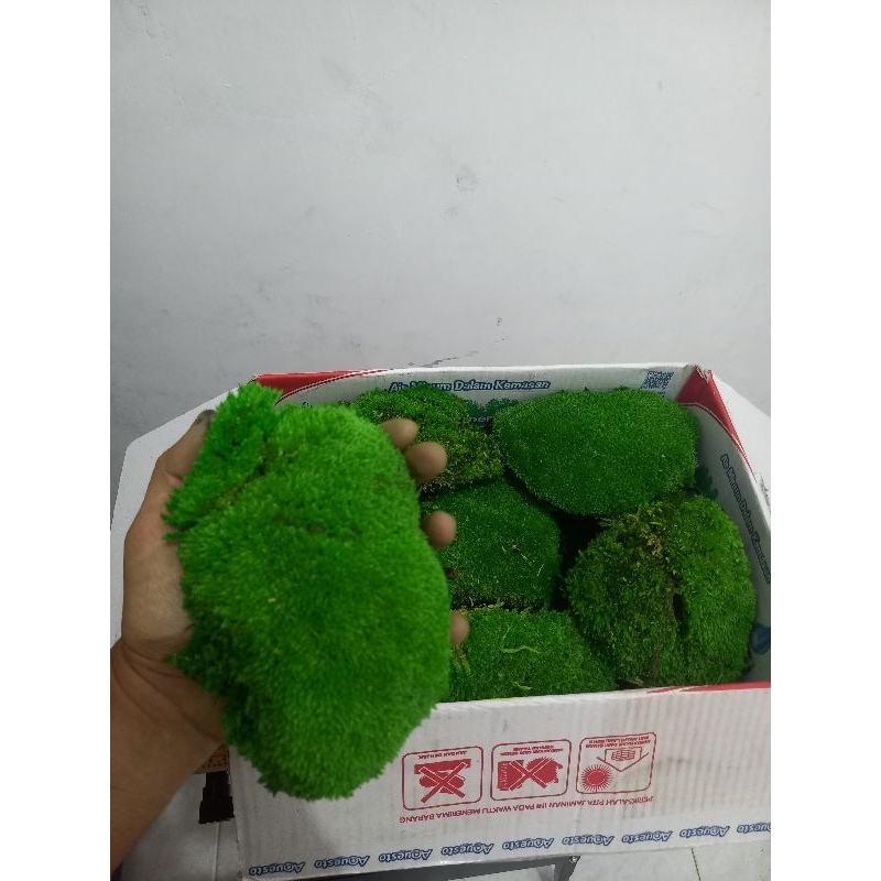 Jual LUMUT ABADI | PRESERVED MOSS | LUMUT HUTAN | BAHAN MOSSWALL ...