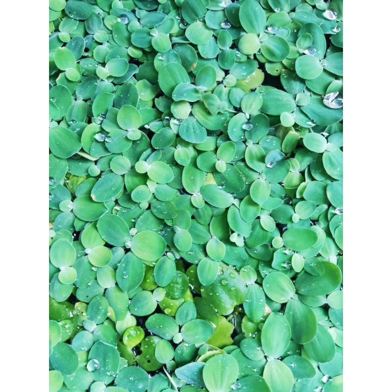 Jual Tanaman terapung Apung Apu - Apu mini tanaman air aquascape ...