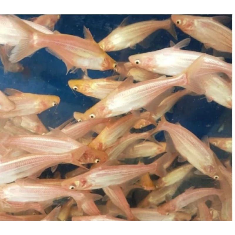 Jual Bibit Ikan Patin Albino Size 5 s/d 10 Cm - Beli 25 Ekor Bonus ...