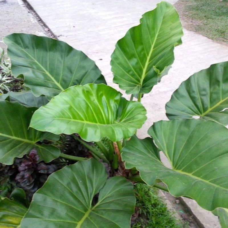 Jual TANAMAN HIAS Philodendron Marble/Philo Giganteum Giant | Shopee ...