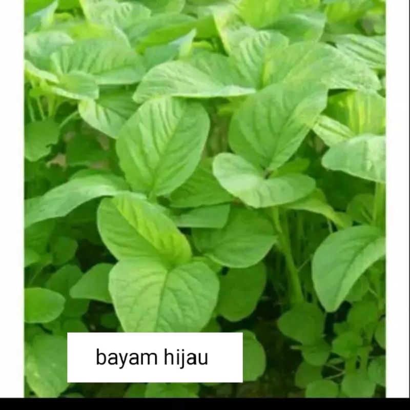 Jual BENIH BAYAM HIJAU 50 GRAM ISI RIBUAN BIJI MUDAH TUMBUH BENIH F1 ...