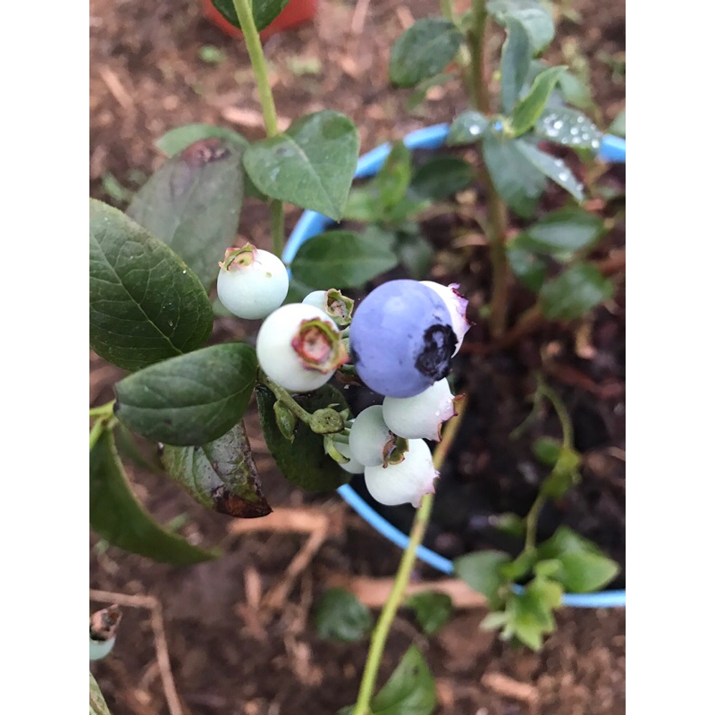 Jual tanaman blueberry besar kondisi berbuah | Shopee Indonesia