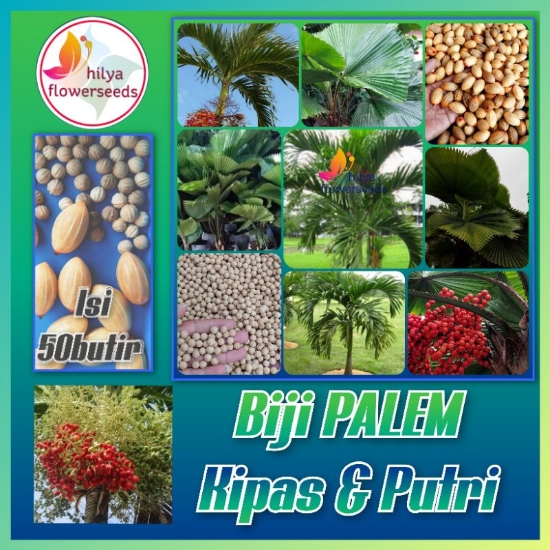 Jual Biji Benih Palem Kipas & Putri | Shopee Indonesia
