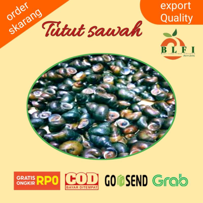 Jual TUTUT SAWAH 1KG | Shopee Indonesia