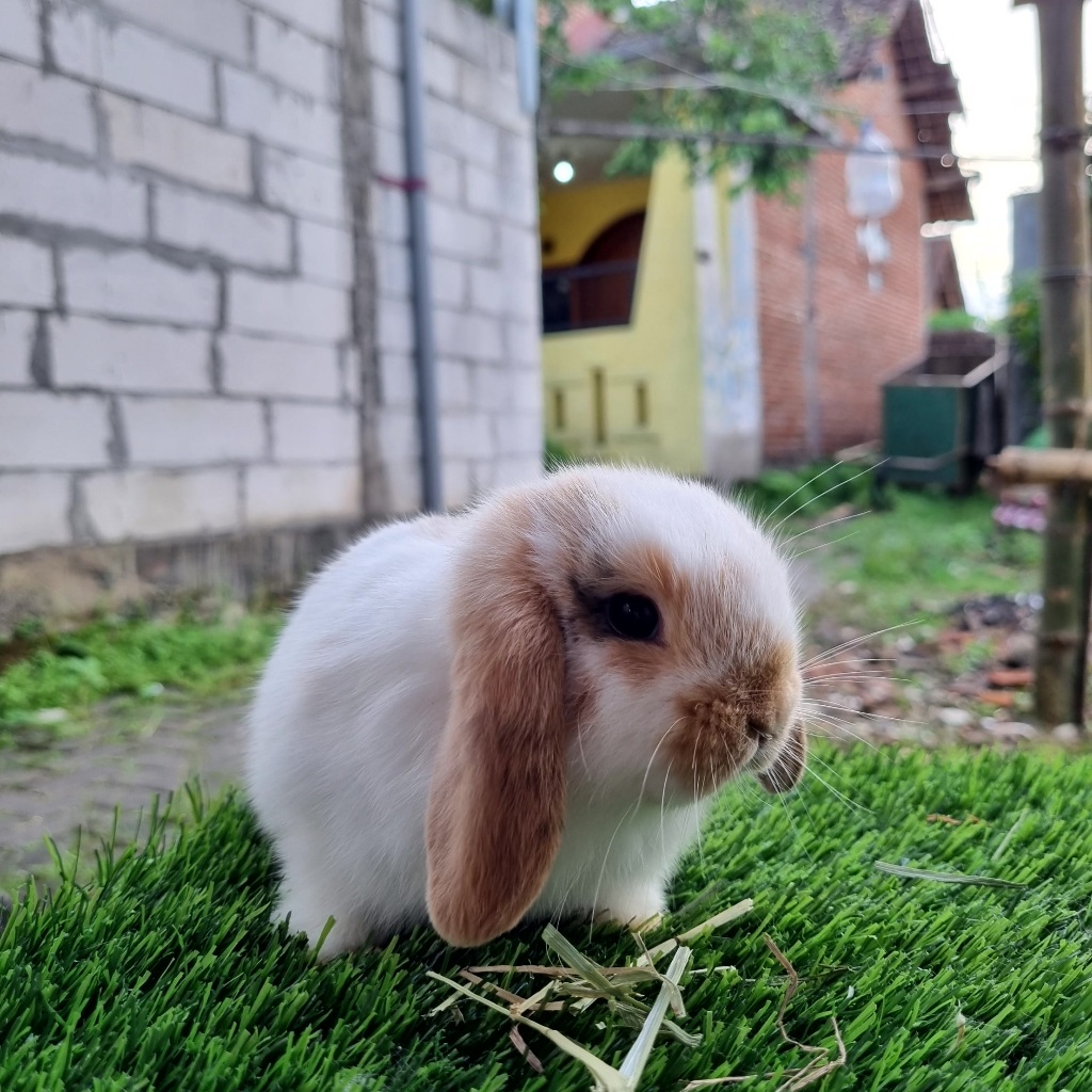Jual Kelinci Hias Holland Lop Broken Tort Brown | Shopee Indonesia