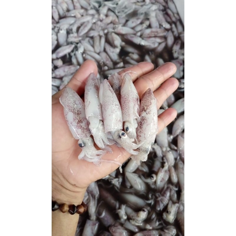 Jual BABY CUMI 1KG | Shopee Indonesia