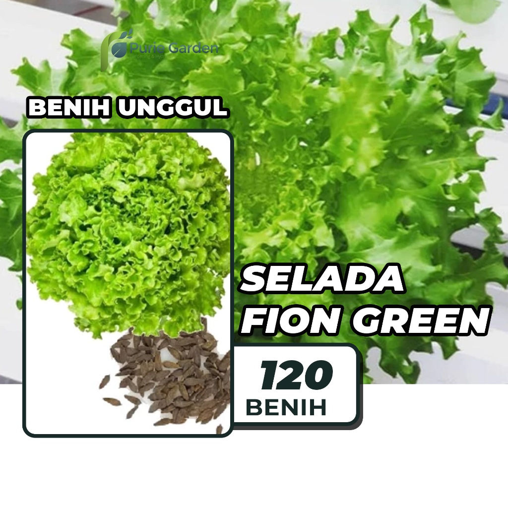 Jual Benih Bibit Selada Hijau Fion Green 120 Benih Dua Ribuan PG KDR ...